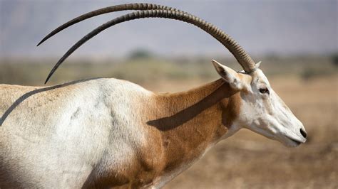 Scimitar Oryx Texas