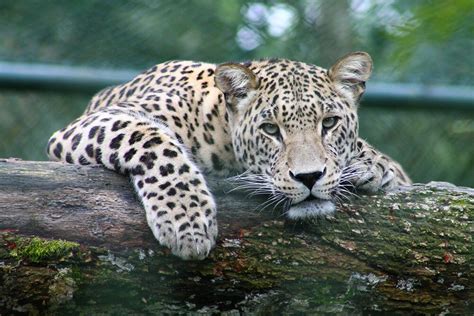 National Program For Leopard Conservation To Be Implemented Tehran Times