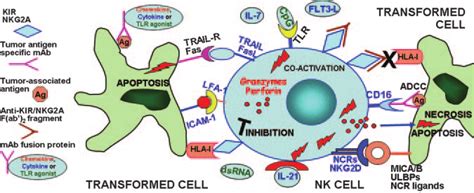 Effects Of Lak Cells Against Tumor Cells Nkr Dependent And Independent