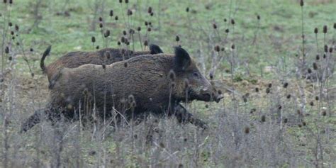 Lot Et Garonne Malgré Une Bonne Saison Les Chasseurs Prêts à Se