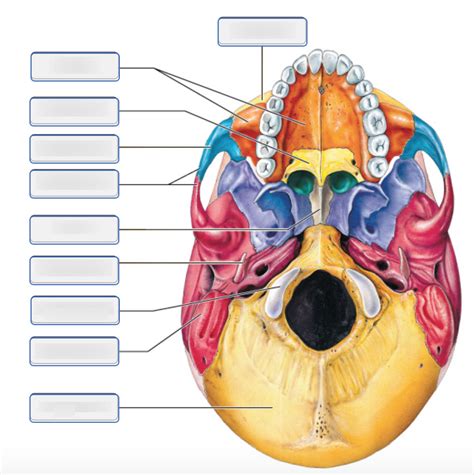 Skull Bones Inferior View