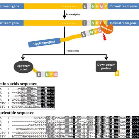 Gsg Spacer Significantly Improved The Cleavage Efficiency Of 2a Download Scientific Diagram