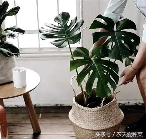 臥室里放在5種花淨化空氣助睡眠大人小孩都睡得香 每日頭條