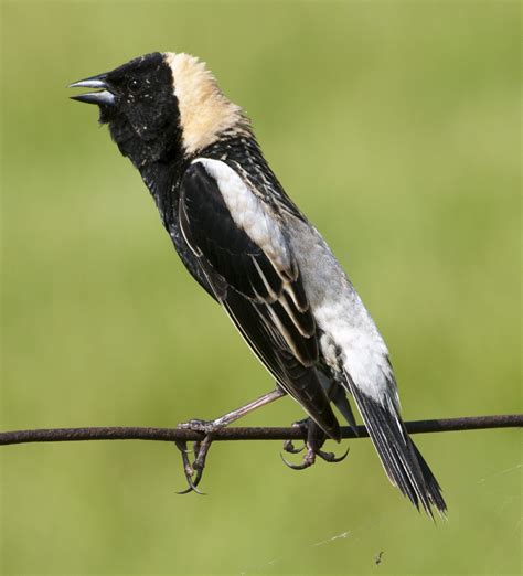 Bobolink Dolichonyx Oryzivorus Birdweather