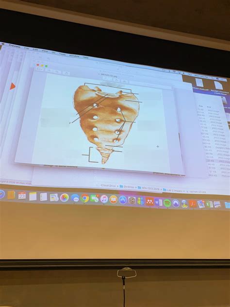 Sacrum Diagram Quizlet