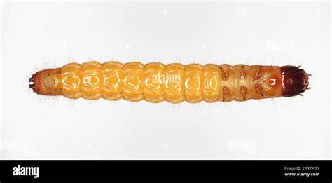 Wireworm Larva Of Mouse Grey Click Beetle Agrypnus Murinus Elateridae Wireworms Are