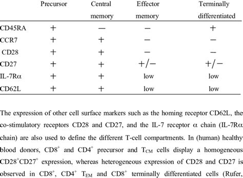 T Cell Phenotype At Different Stages Of Differentiation Download Table