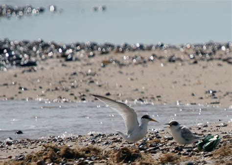 Little Tern Fledgling 06 Little Tern Project
