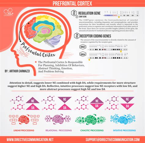 Prefrontal Cortex And Colored Brain Colored Brain
