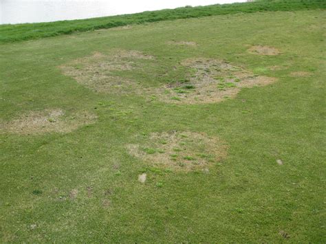 Spring Diseases In Zoysiagrass And Bermudagrass K State Turf And