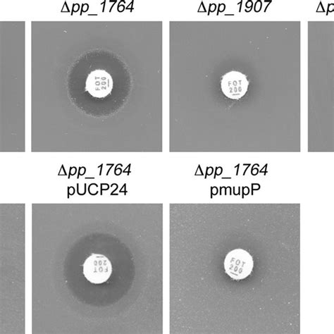 Fosfomycin Susceptibility Testing Of Two Putative Murnac 6p Phosphatase