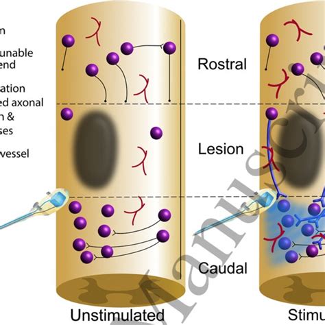 Optogenetic Stimulation May Promote The Formation Of New Download Scientific Diagram