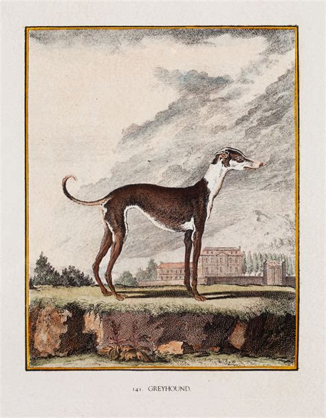 Georges Louis Leclerc Comte De Buffon Greyhound For Sale At 1stDibs