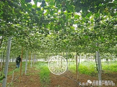 黃金百香果高產的秘密是什麼 每日頭條
