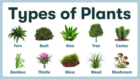 Types Of Plants Pictures And Names