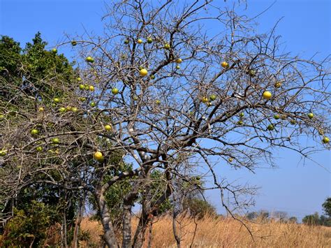Strychnos Spinosa Images Useful Tropical Plants