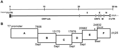 The Schematic Diagram Of The Pedv Genome And The Cloning Strategy For