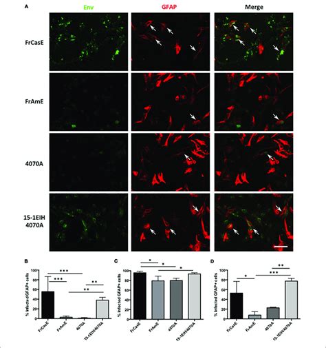 Astrocytes In Acute Primary Cns Cultures Are More Efficiently Download Scientific Diagram
