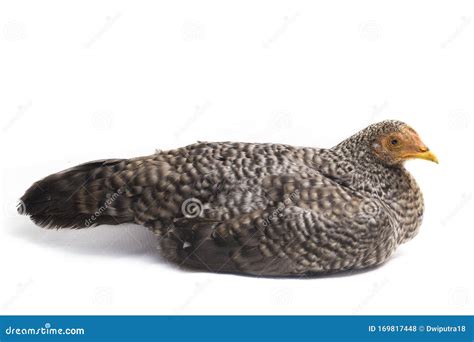The Hen Ayam Kampong Or Ayam Kampung Is The Chicken Breed Reported From