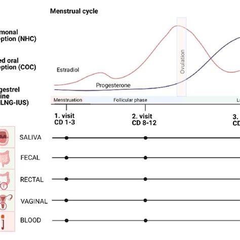 Schematic Representation Of The Sampling Scheme Over 50 Women Were