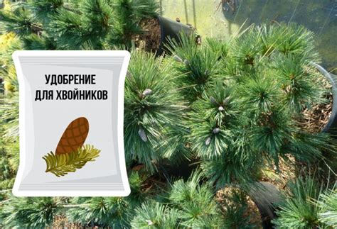 Сосна Шверина Витхорст (Pinus schwerinii Wiethorst): описание и фото ...
