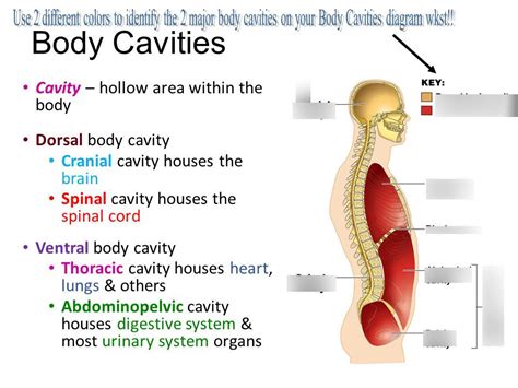 Anatomy Ch Diagram Quizlet