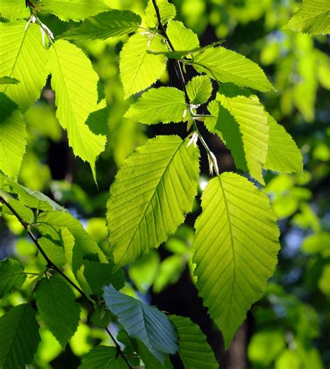 Alder Tree Identification Recognizing An Alder Tree In The Landscape