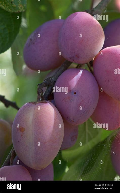 Exit Hole Damage Of Plum Fruit Moth Or Red Plum Maggot Grapholita