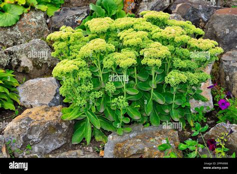 Sedum Prominent Or Sedum Spectabile Succulent Ornamental Plant On