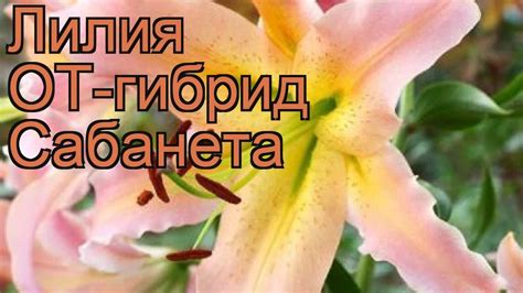 Сабанета Лилия Фото – Telegraph