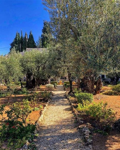 גן הזיתים בגת שמנים