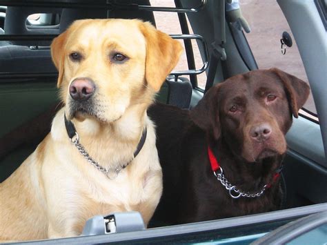 What Is The Best Looking Dog In The World