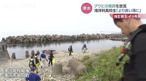 アワビの稚貝を放流 海洋科高校生 ふるさとの海を守るため 富山・滑川市 Tbs News Dig