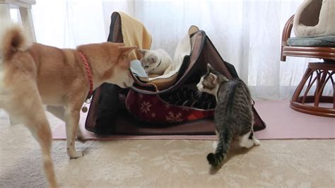 イタズラが過ぎて犬にガチで怒られてしまう猫達。 Youtube