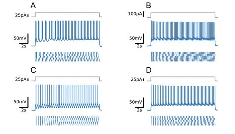 Figure Supplement 1 Firing Patterns Of Four Positively Identified 5 Ht