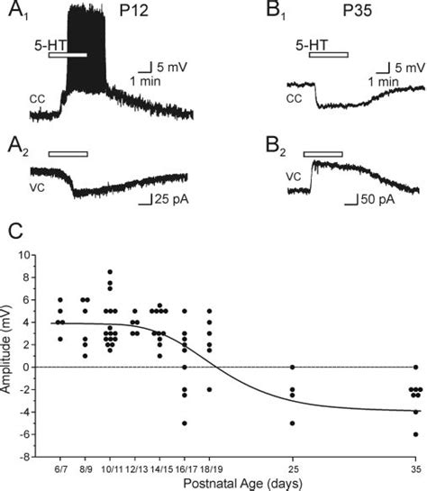 The Effects Of 5 Ht On Membrane Excitability Of Layer V Pyramidal