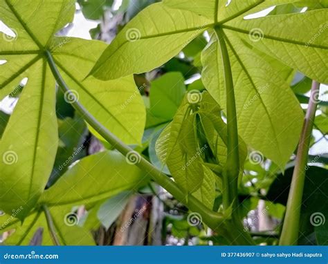 Row Of Cassava Tree In Field Royalty Free Stock Image 324992440