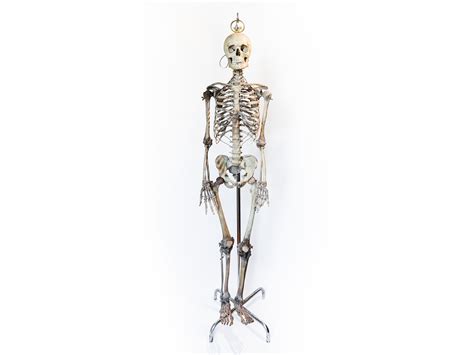 What Is An Articulated Skeleton Jonsbones Osteology Education