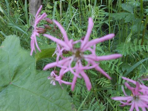 Nerine The Ultimate Guide To Species Care Flowering And Propagation