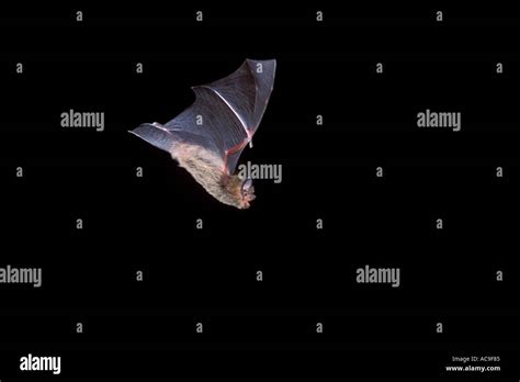 Soprano Pipistrelle Bat Pipistrellus Pygmaeus In Flight With Open