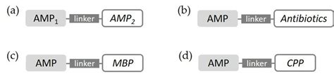 Conjugation System A Hybrid Peptide B Antibiotic Peptide