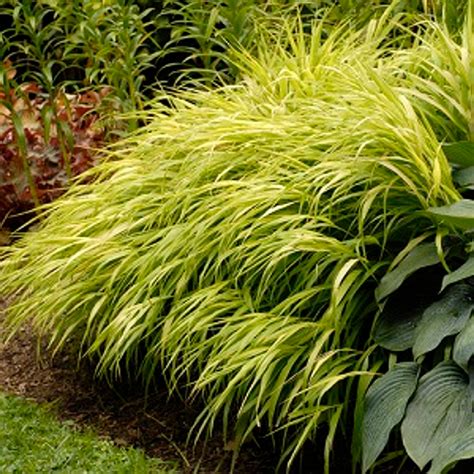 Shenandoah Reed Switch Grass Ornamental Grass