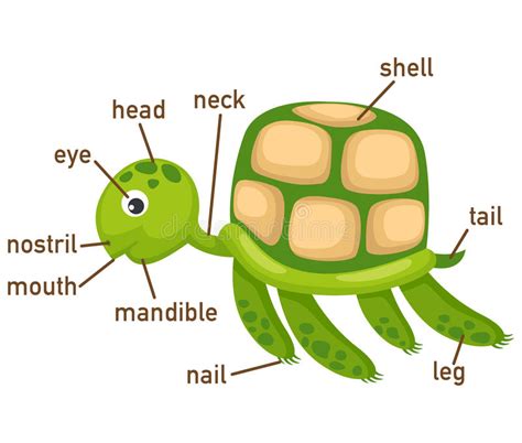 Иллюстрация части терминологии черепахи тела Иллюстрация вектора иллюстрации насчитывающей