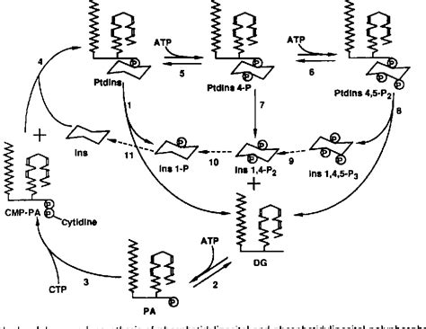 Figure 1 From Inositol Phosphate Metabolism And Platelet Activation