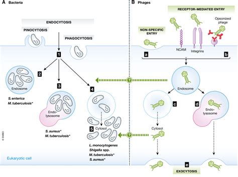 Intracellular Lifestyles Of Bacterial Pathogens And Barriers In The Download Scientific Diagram