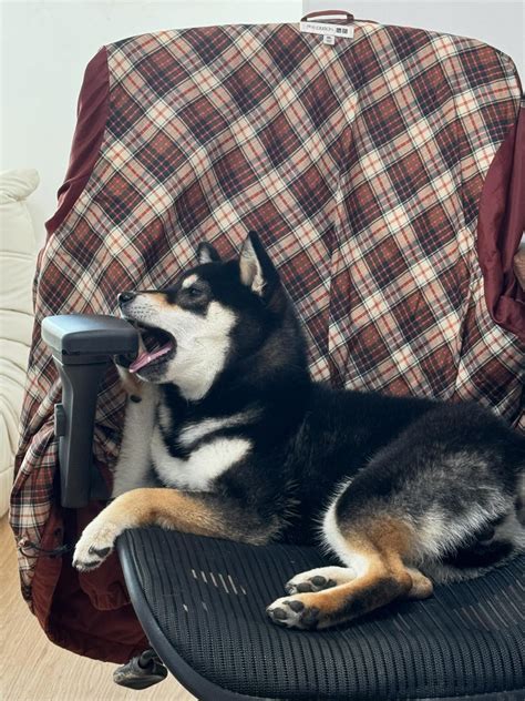 哈哈哈哈哈 不知道跟小編的憨吉有沒有得比 柴犬也是固執派🤫