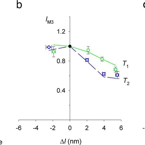 Structural Model Including Stretch Induced Attachment Of Myosin Motors Download Scientific