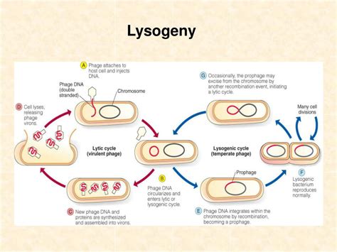 Ppt Microbial Genetics Powerpoint Presentation Free Download Id58429