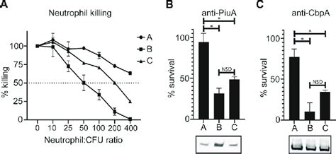 A Killing By Differentiated Neutrophil Like Hl 60 Cells With 10