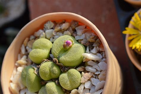 Conophytum Pillansii Succulent City